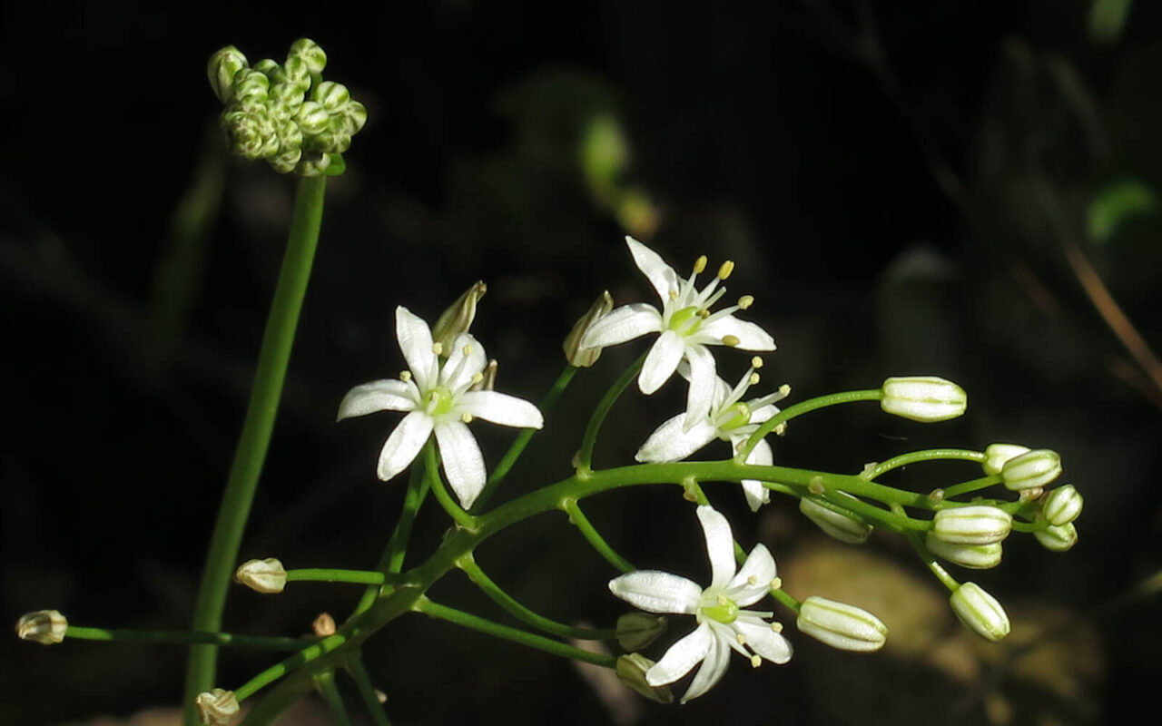 More than might ever meet the eye | Kloof Conservancy The Leopard's Echo