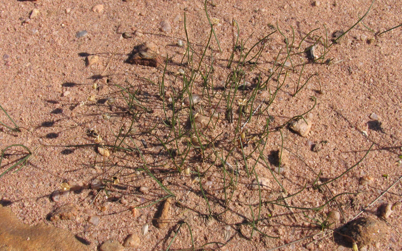 More than might ever meet the eye | Kloof Conservancy The Leopard's Echo