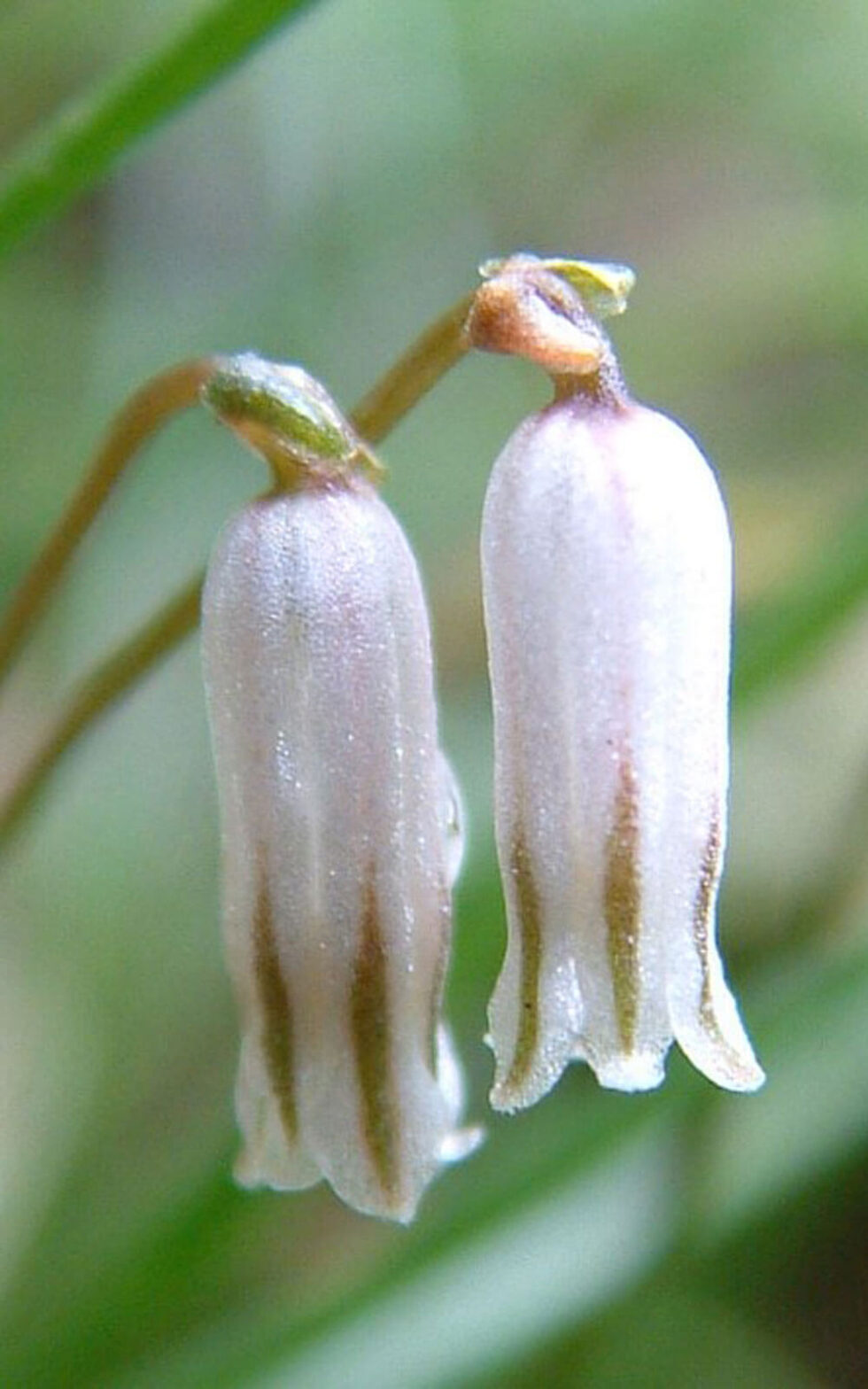 More than might ever meet the eye | Kloof Conservancy The Leopard's Echo