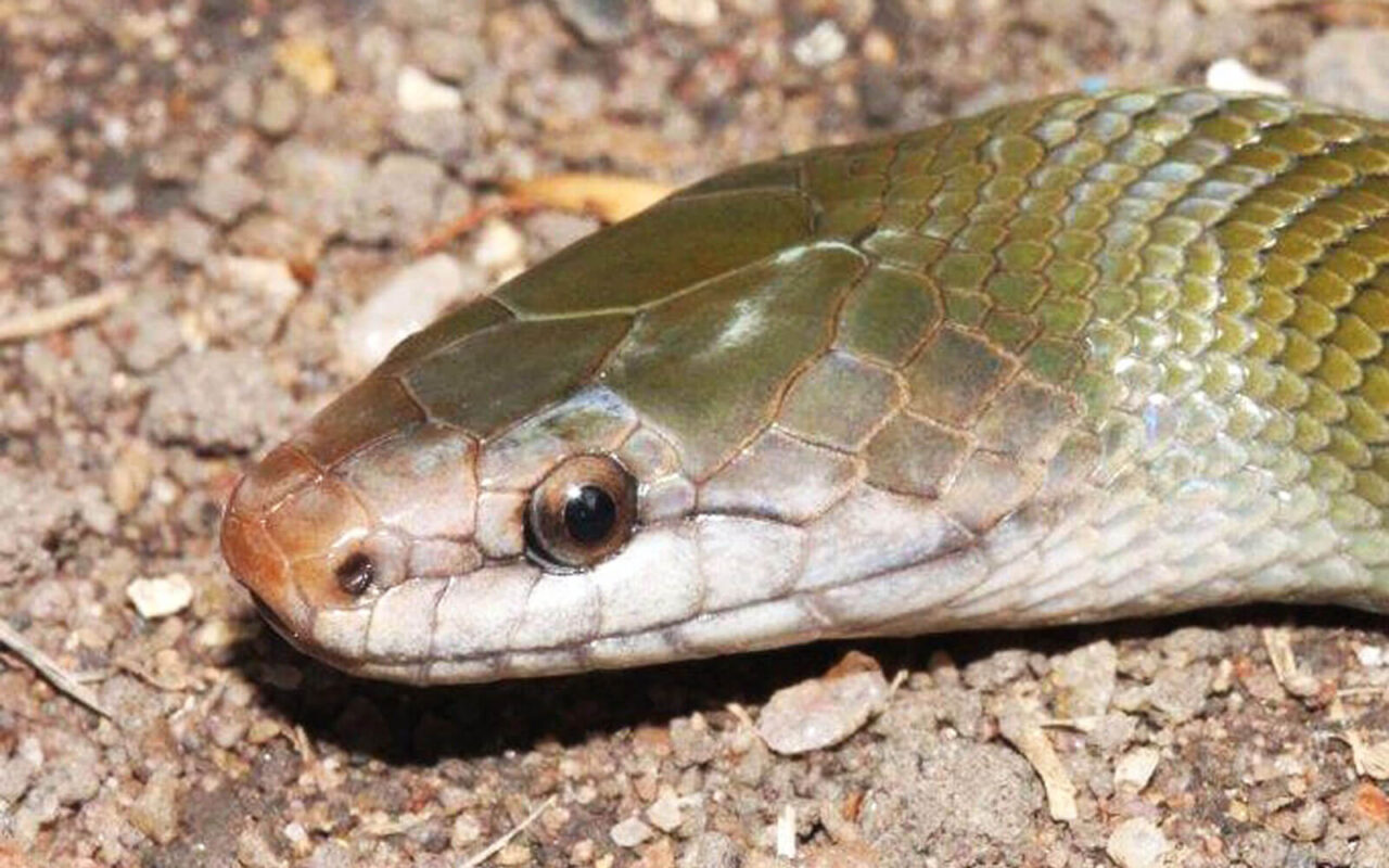 Does eyesight have an impact on the lives of snakes? | Kloof ...