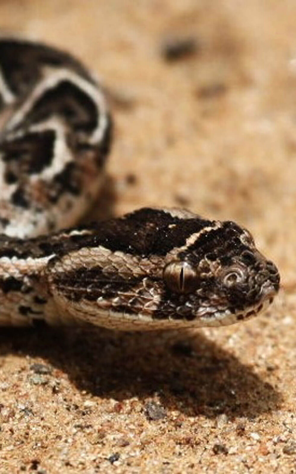 Does eyesight have an impact on the lives of snakes? | Kloof ...