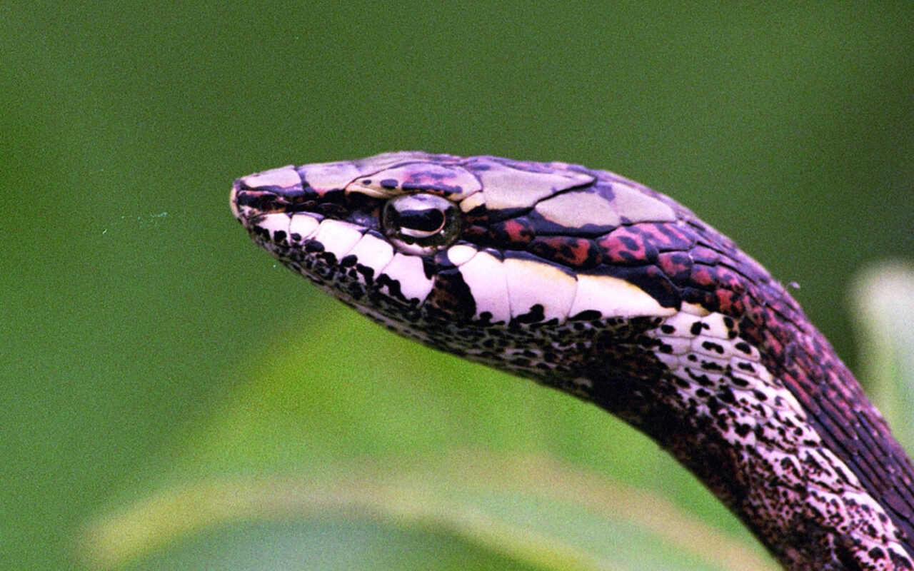 Does eyesight have an impact on the lives of snakes? | Kloof ...