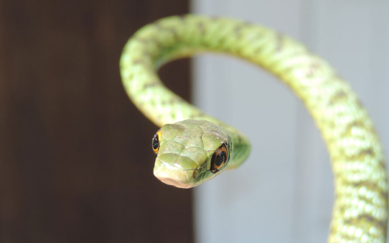 Does eyesight have an impact on the lives of snakes? | Kloof ...
