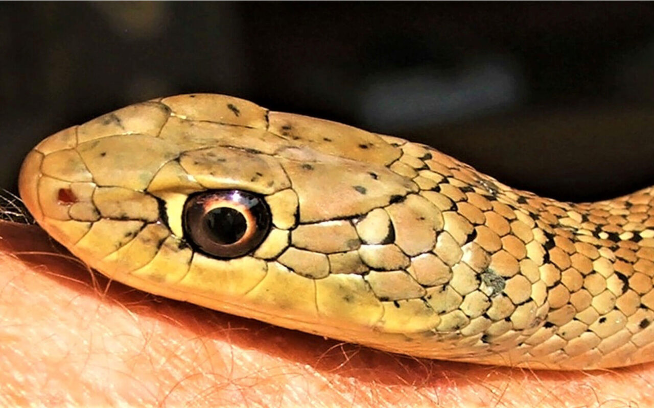 Does eyesight have an impact on the lives of snakes? | Kloof ...