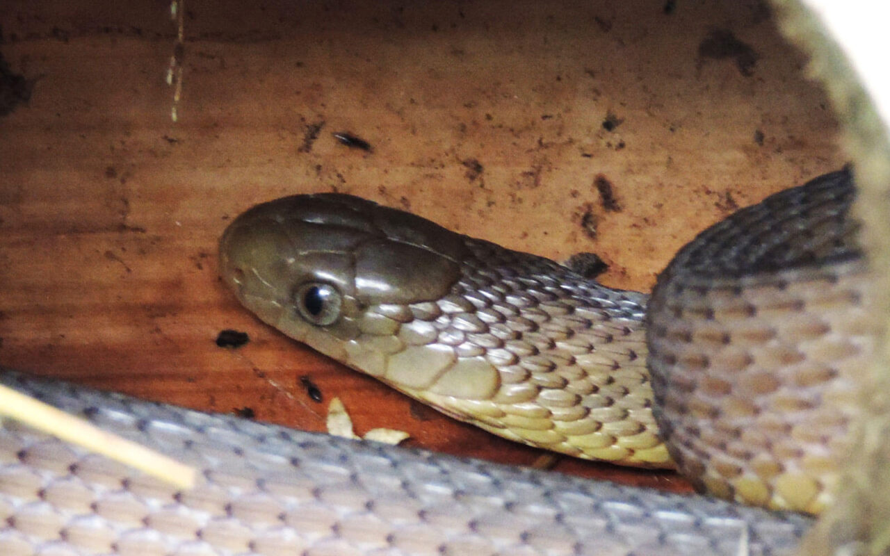 Does eyesight have an impact on the lives of snakes? | Kloof ...