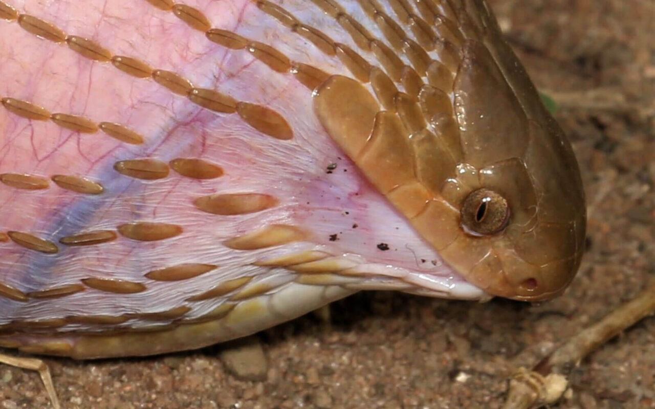 Does eyesight have an impact on the lives of snakes? | Kloof ...