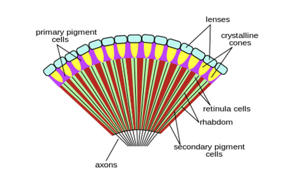 Visual superpowers of butterflies and moths | Kloof Conservancy The ...