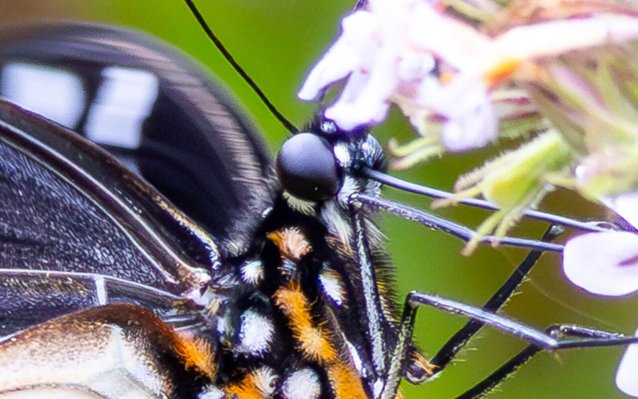 Visual superpowers of butterflies and moths | Kloof Conservancy The ...