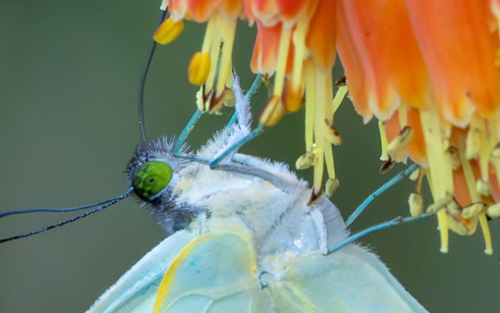 Visual superpowers of butterflies and moths | Kloof Conservancy The ...