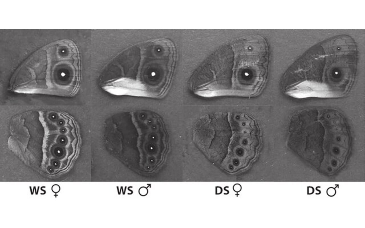 Visual superpowers of butterflies and moths | Kloof Conservancy The ...