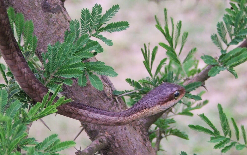 Are any of our locally found snake species likely to become rare and/or ...