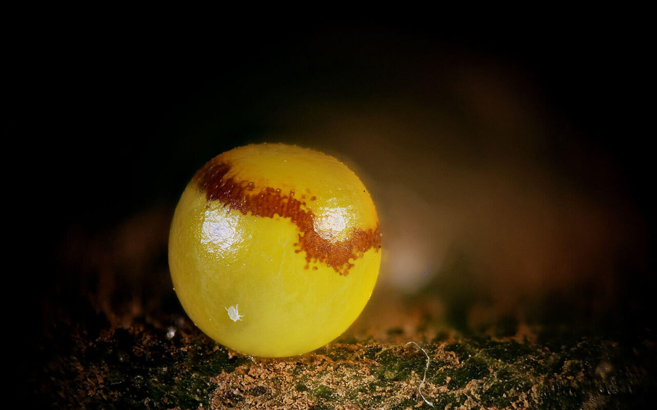 Upper highway butterfly and moth biodiversity | Kloof Conservancy The ...