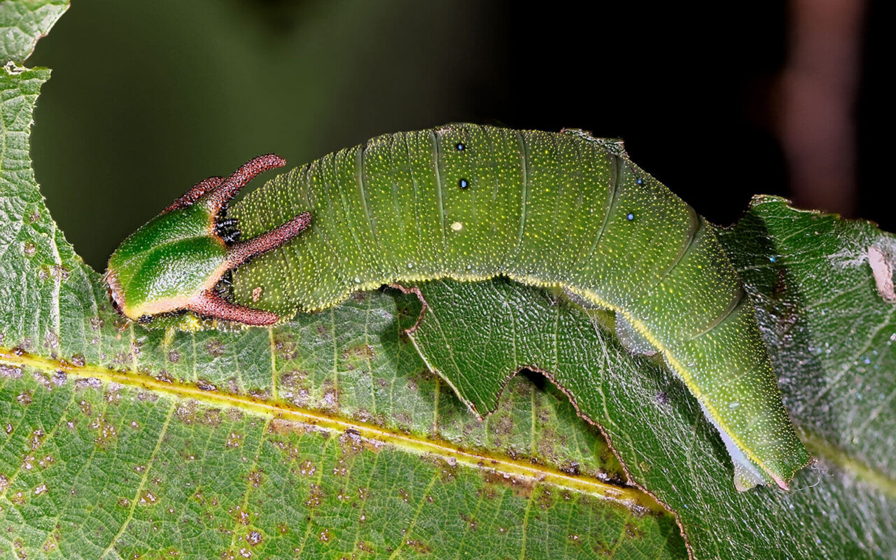 Upper highway butterfly and moth biodiversity | Kloof Conservancy The ...
