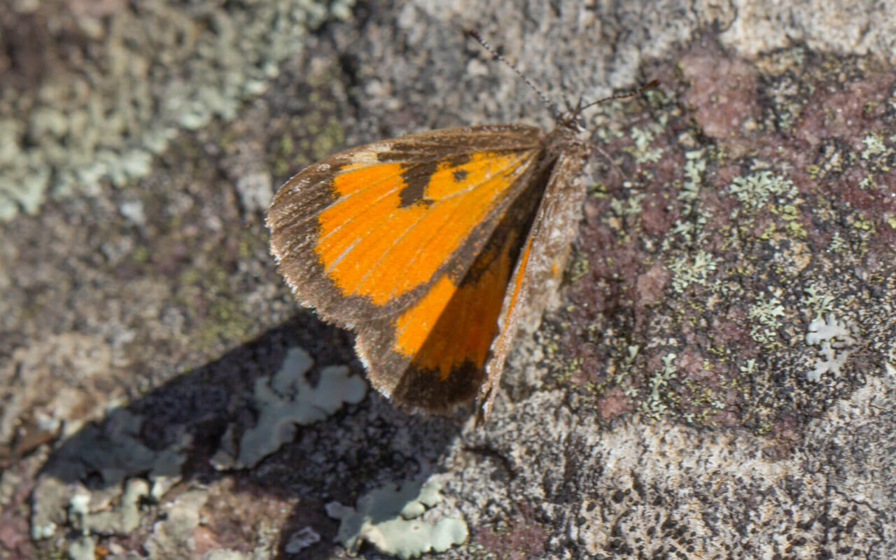 Upper highway butterfly and moth biodiversity | Kloof Conservancy The ...