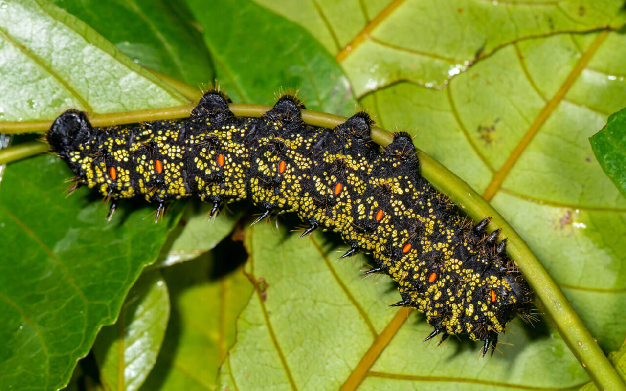 Upper highway butterfly and moth biodiversity | Kloof Conservancy The ...
