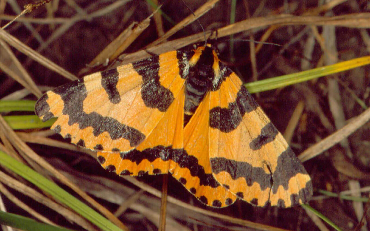 Upper highway butterfly and moth biodiversity | Kloof Conservancy The ...