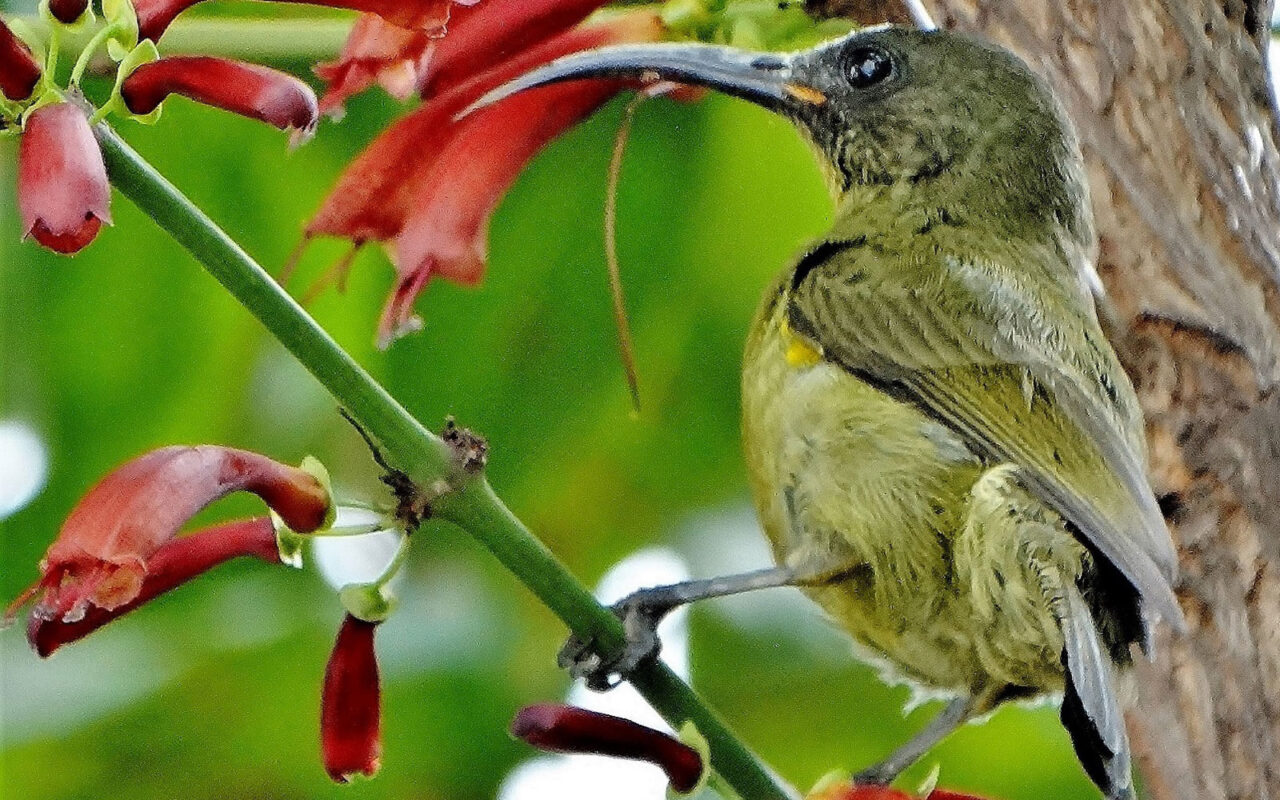 Gardening for wildlife: Halleria lucida | Kloof Conservancy The Leopard ...