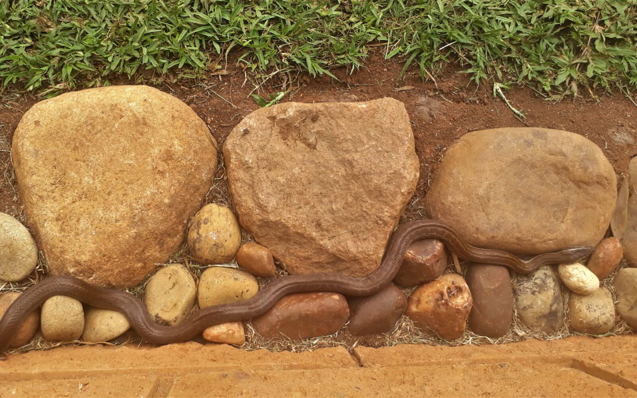 The nesting and rearing behaviour of snakes | Kloof Conservancy The ...