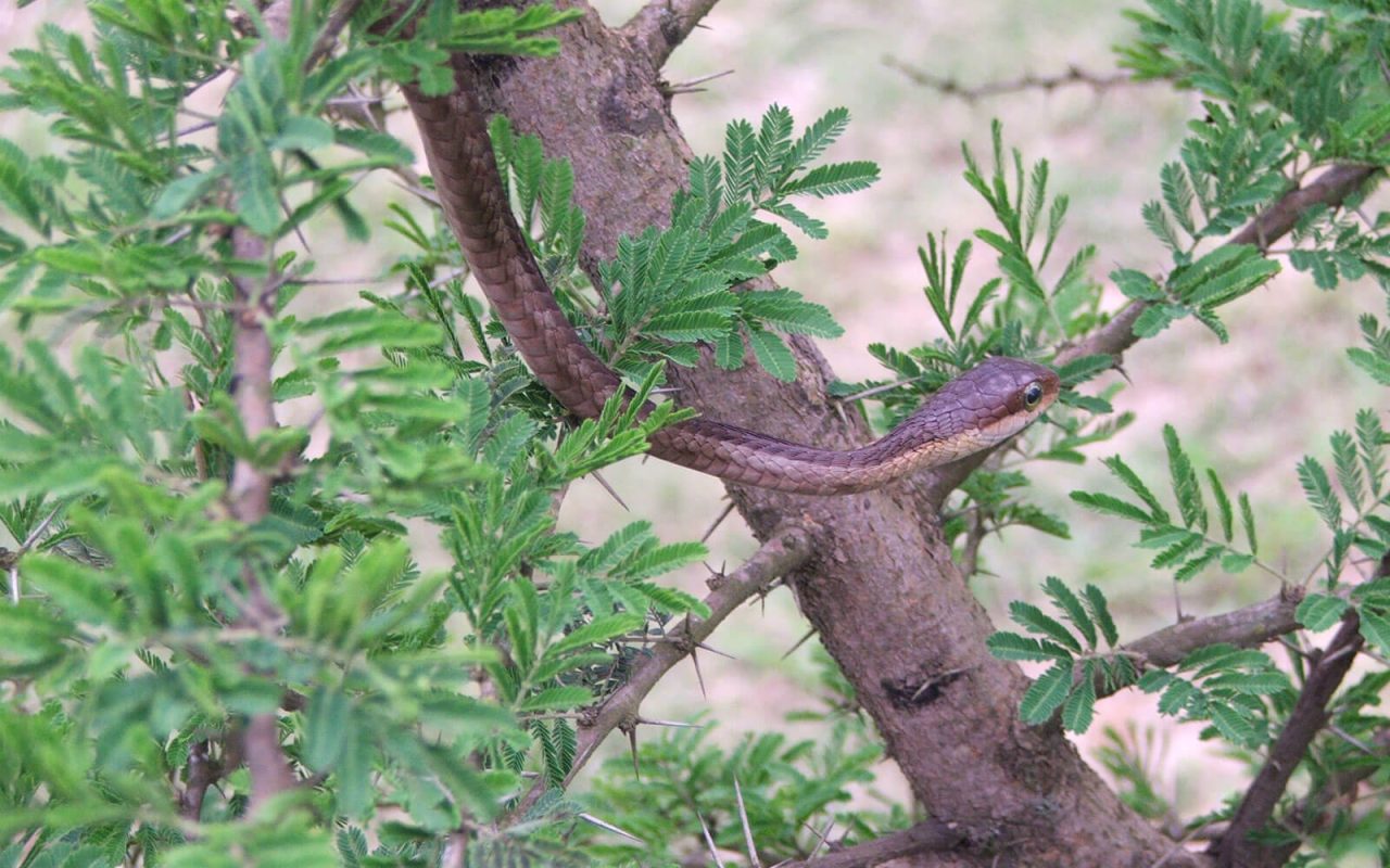 The nesting and rearing behaviour of snakes | Kloof Conservancy The ...