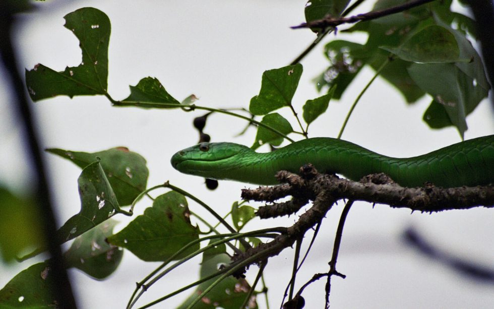The nesting and rearing behaviour of snakes | Kloof Conservancy The ...