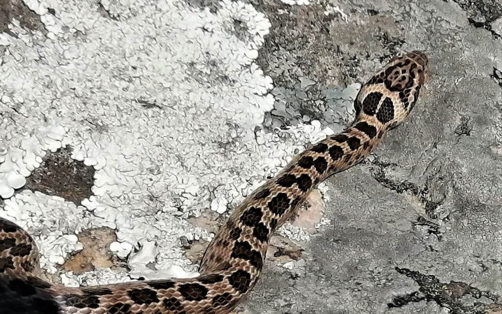 The nesting and rearing behaviour of snakes | Kloof Conservancy The ...